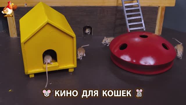Видео для кошек про крысок развлекать питомцев 🐭🐀😂 (467)