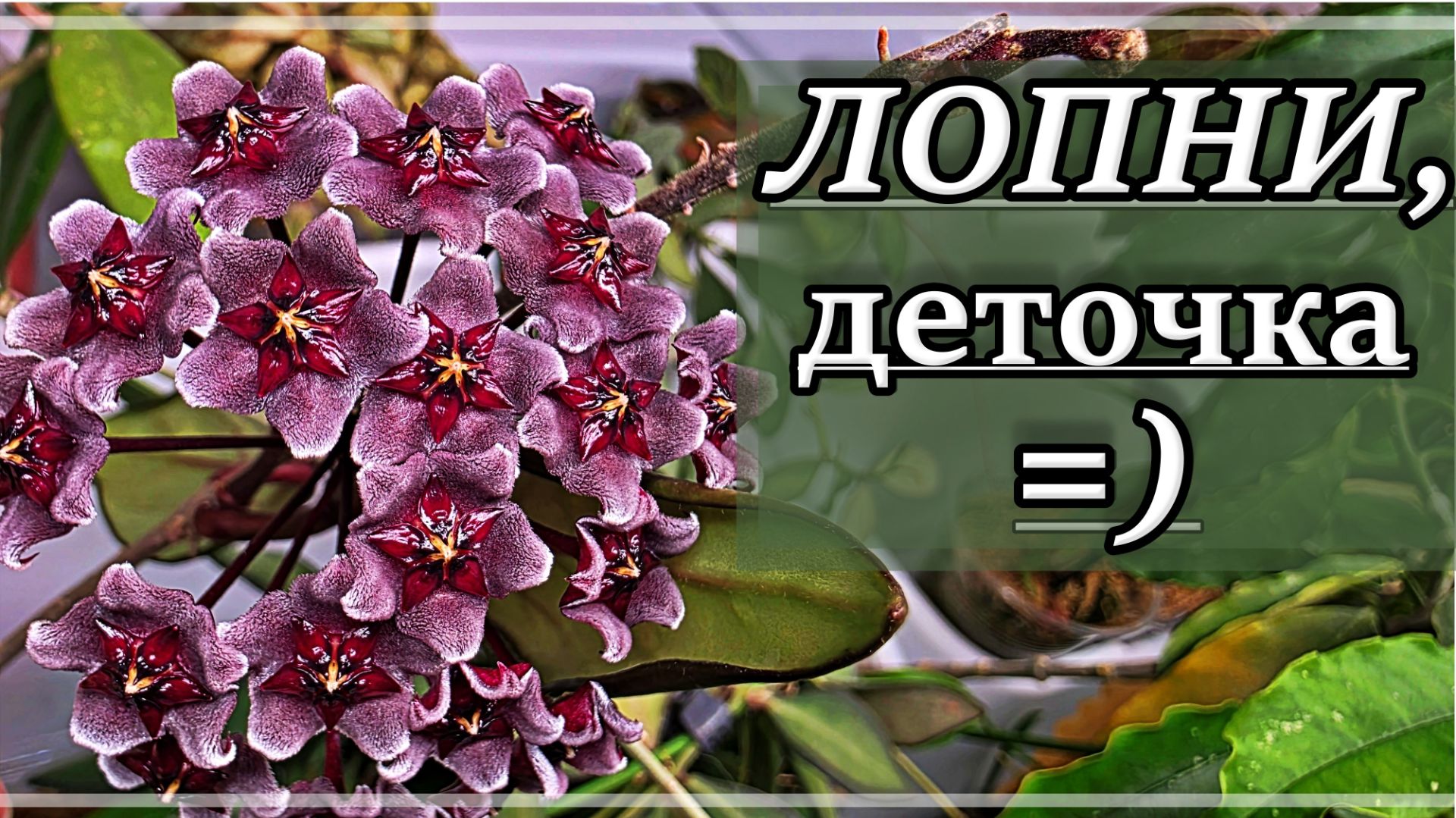 Большой Обзор ЦВЕТУЩИХ ХОЙ, Орхидей и Антуриумов. Хойи цветут ЗИМОЙ?