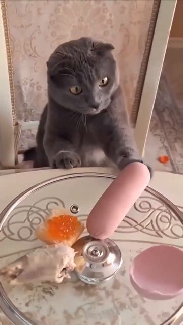 Кошачье Поле чудес