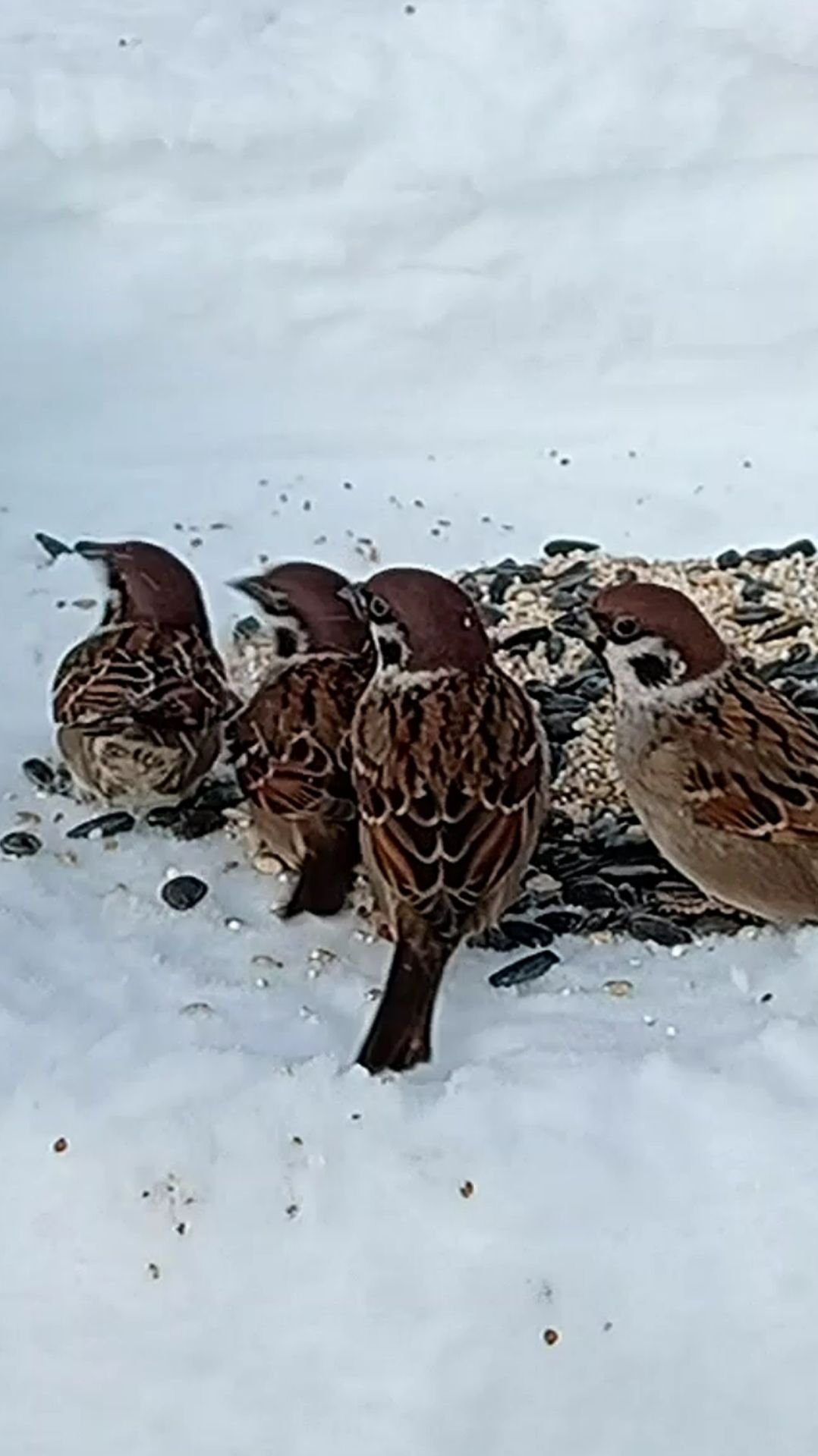 Полевые Воробьи и Большие Синицы