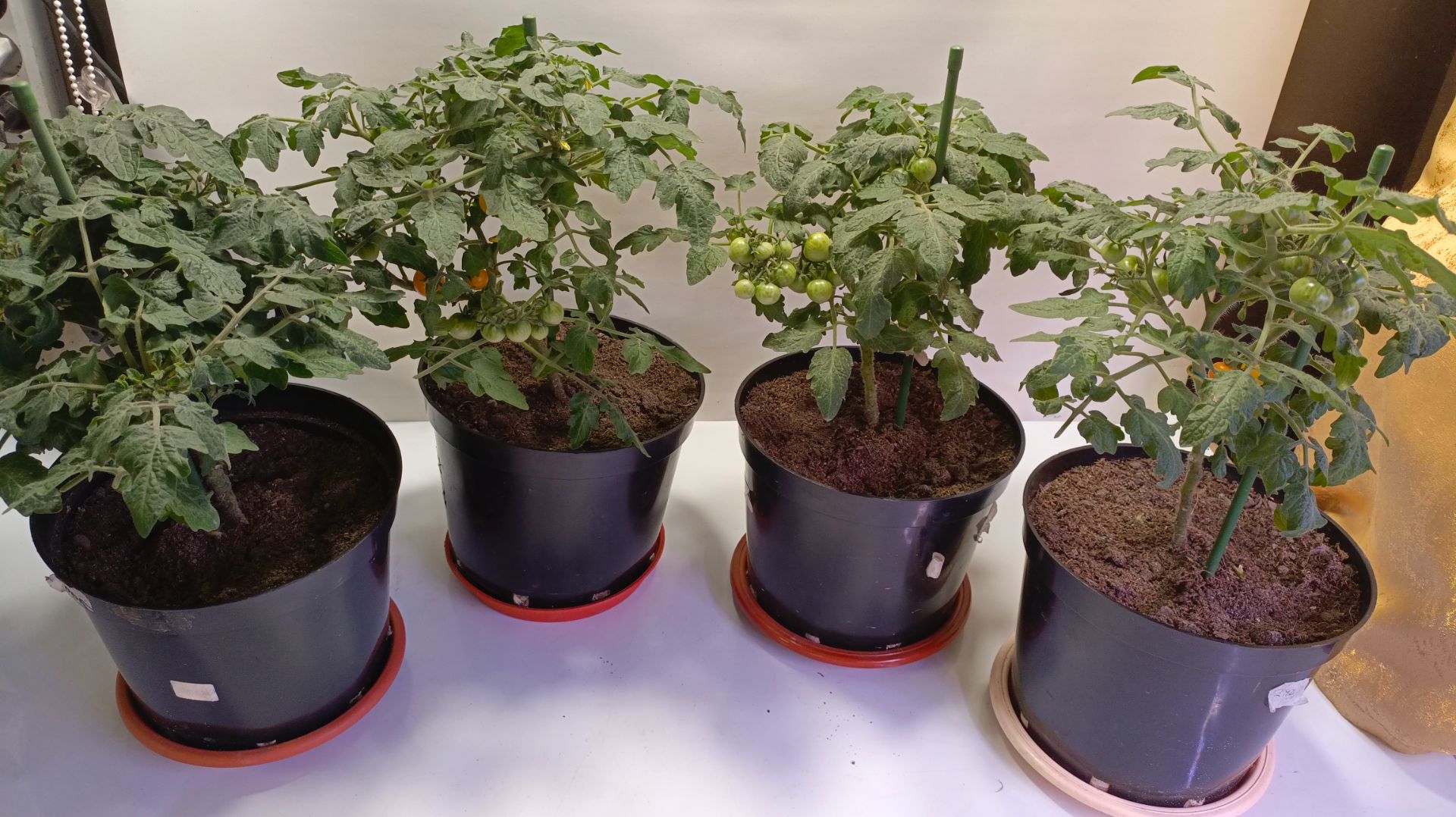 Мой межвидовые гибириды томатов и других пасленовых растений -2025г.