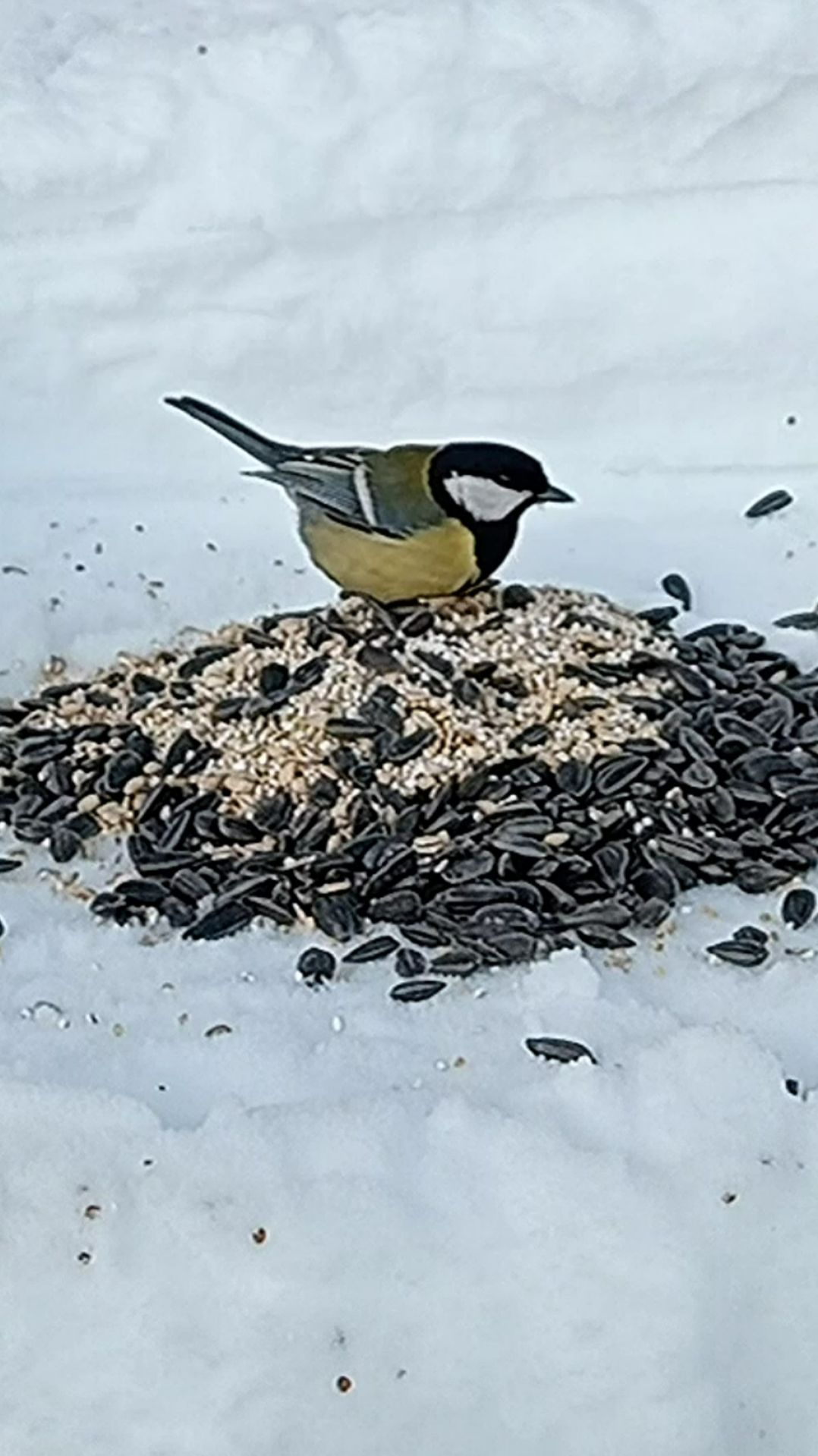 Большаки и Лазоревки