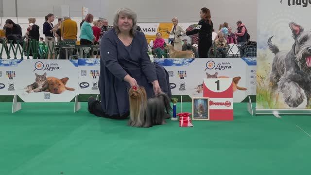 Specialty YT Club Show 22.02.2026 FEMALES