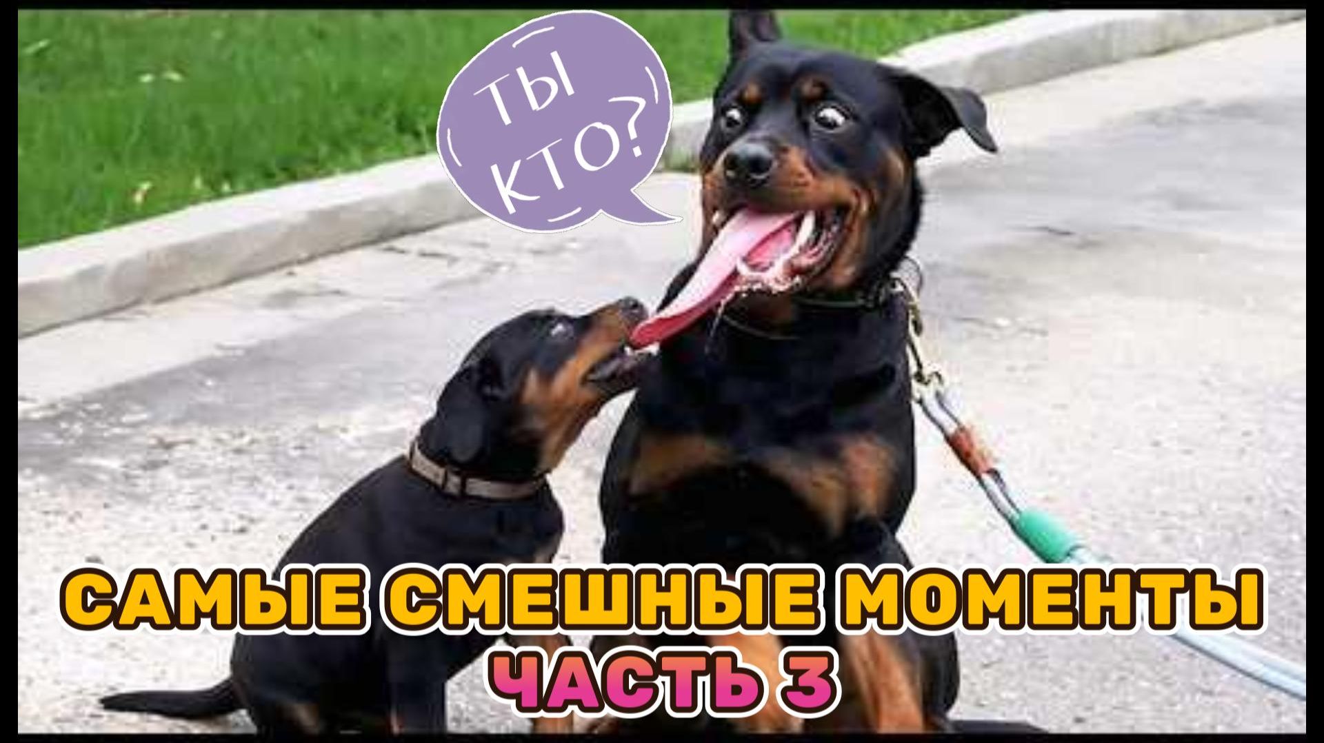 СОБАКИ ВПЕРВЫЕ СТАЛИ РОДИТЕЛЯМИ. САМЫЕ СМЕШНЫЕ МОМЕНТЫ