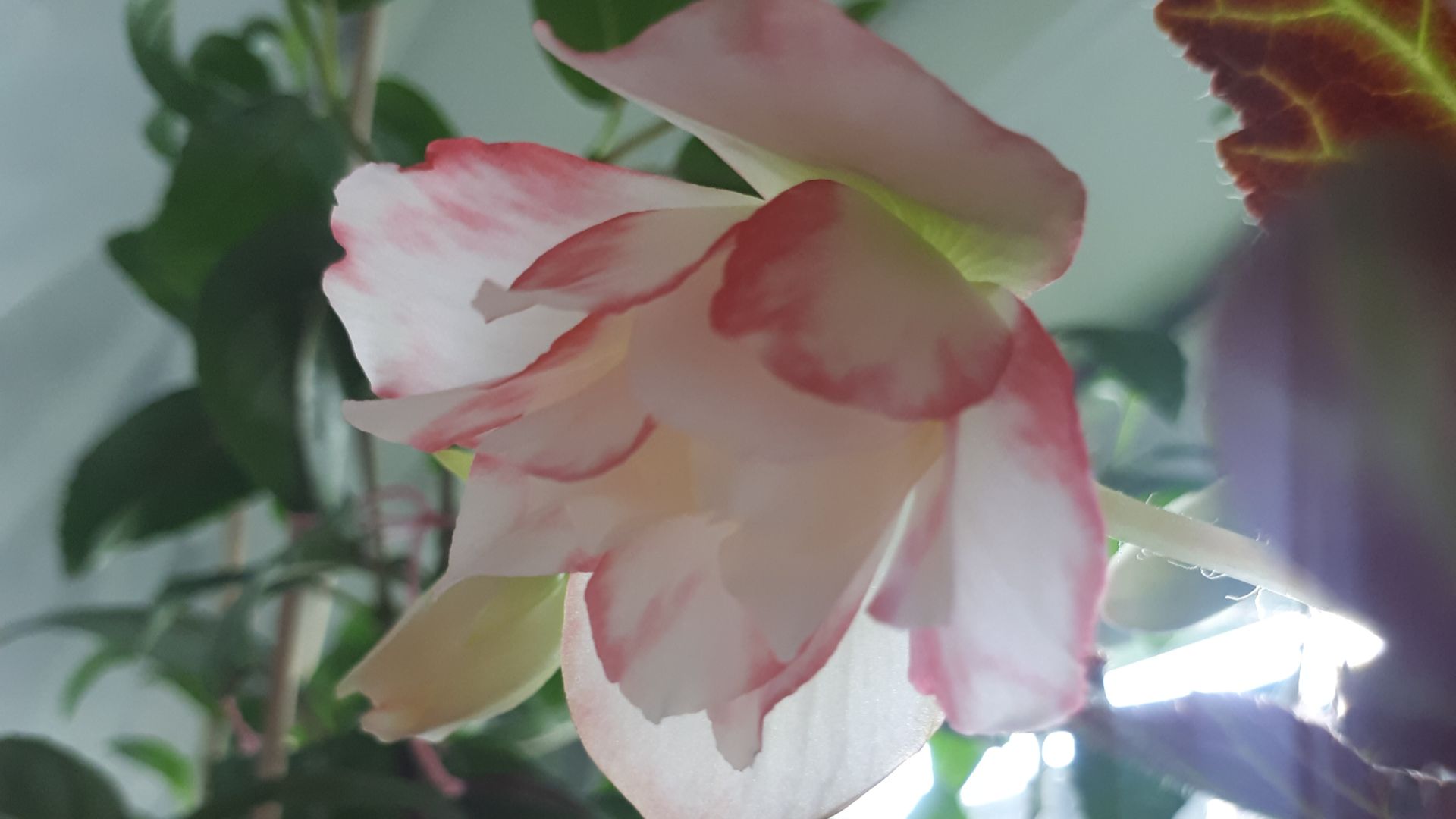 5.Belleconia Apricot Blush ампельная бегония.