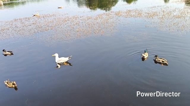 Ленинградская обл. Петергоф 12.07.25 г.
