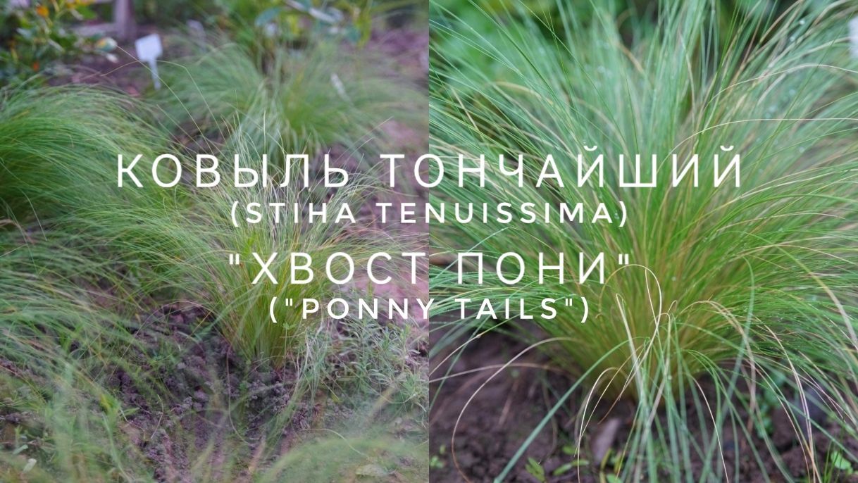 КОВЫЛЬ ТОНЧАЙШИЙ (Stiha Tenuissima) "ХВОСТ ПОНИ"  ("Ponny Tails")