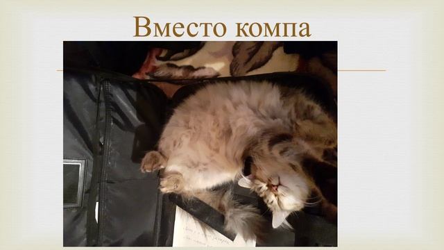 Участник №10. Киселева Валерия  - "Из жизни кота Базилио и кошки Алисы 2026"