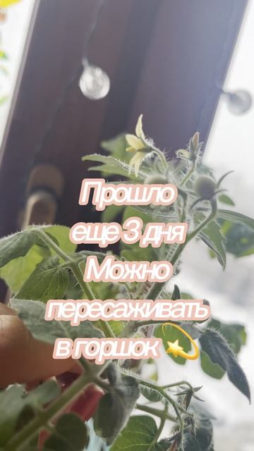 Домашний томат: размножение черенками