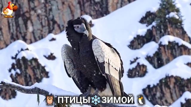 Птицы зимой в лесу 🐦_⬛🦉 🦤 видео для отдыха душой 🦅🌲(15)