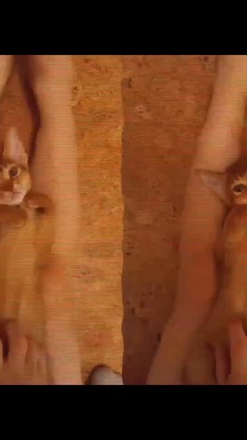 Участник № 15. Тодиреси Таисия - "Мурлыка-шоу Лучшие моменты"