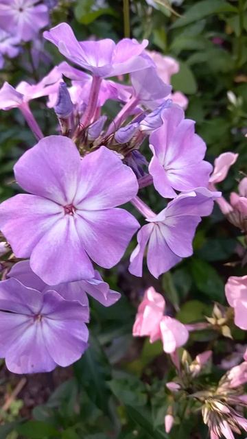 НАРЯДНЫЙ ФЛОКС ПРИНЦЕССА ЛАВАНДА КРАСОТА