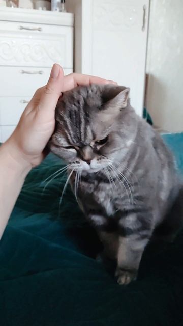 Участник №5. Сычугина Ирина  - "Мурлыкающая терапия"