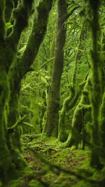 Древнее мхов на нашей планете лишь водоросли. Первые мхи на Земле появились 350-400 миллионов лет на