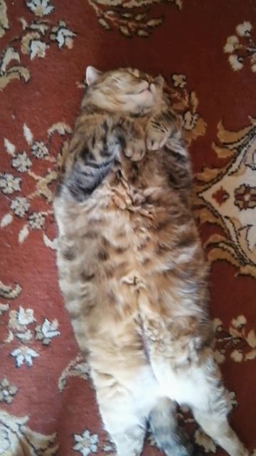 Участник №14. Цибина Екатерина - "Лето"