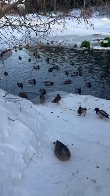 Кормлю уток