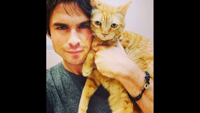 Любимые питомцы звезд кино