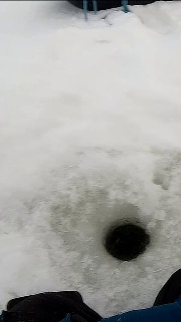 Сорога на мормышку! Ловля на озере! Рыбалка в 2026!