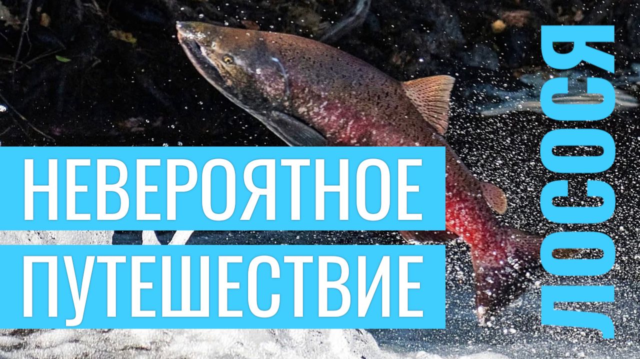 Невероятное путешествие Лосося