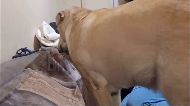 Борьба за баранку