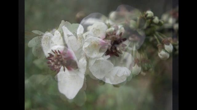 Баллада о любви авторская песня стихи исп фото Татьяна Талызина муз Александр Болотов