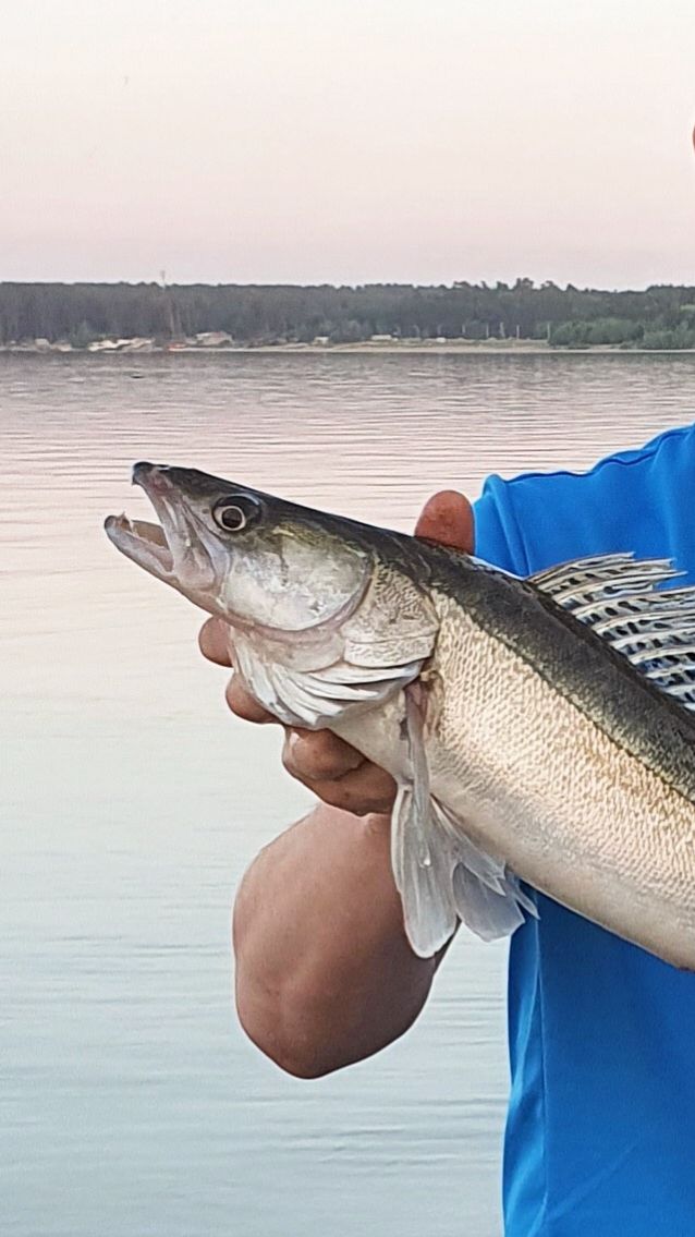 Большой судак на спиннинг