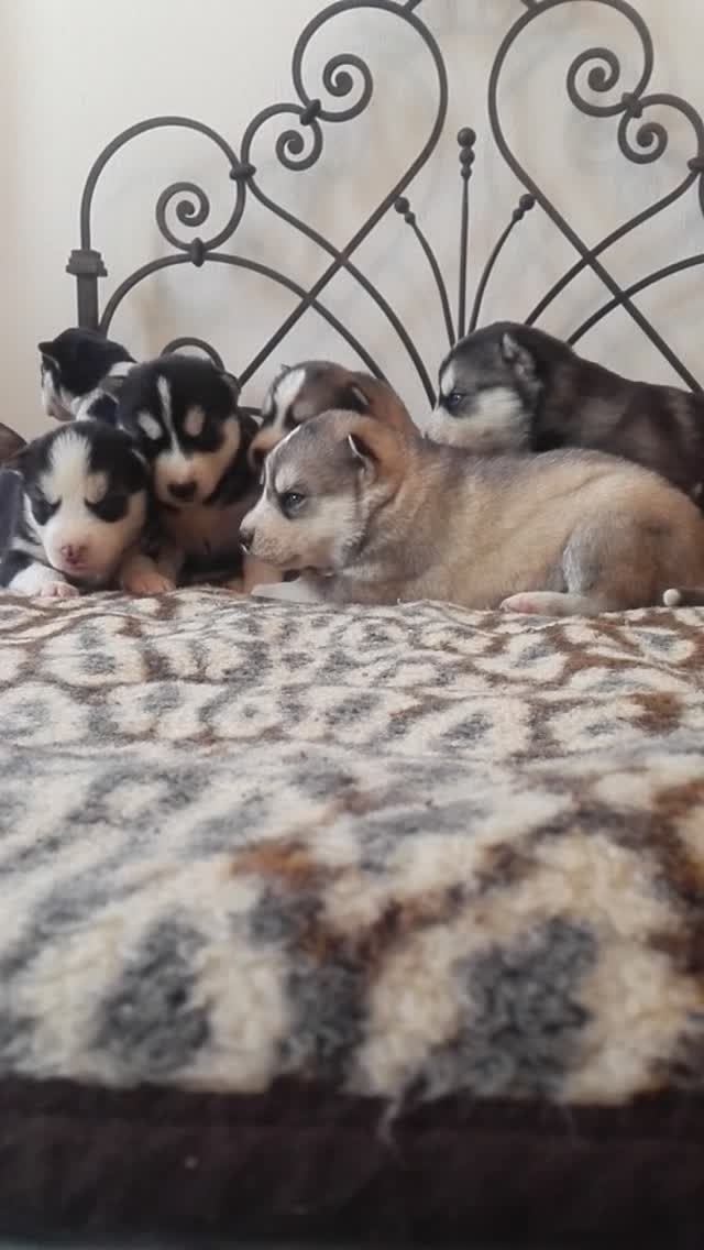 01. Хаски-Щенки. Возраст 19 дней