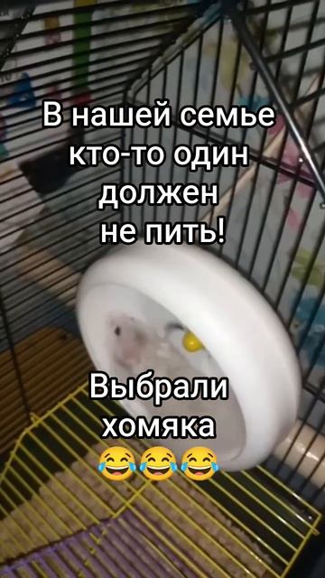 Главный трезвенник в семье) #выбрали #трезвыйхомяк #папатрехпринцесс #юмор #прикол #шутка #смех