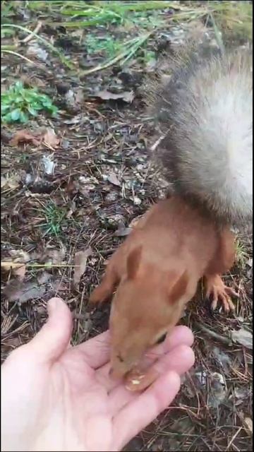 Встреча с белкой в лесу