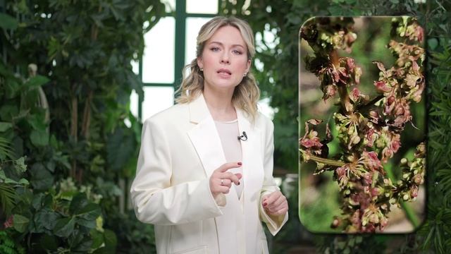 Угроза для агробизнеса: щавель туполистный