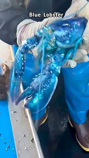 Редкие животные.