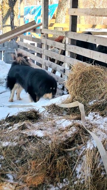 Добряк Батыр: от поцелуев с телочками до охраны периметра 🐄❤️🐕➡️🛡️