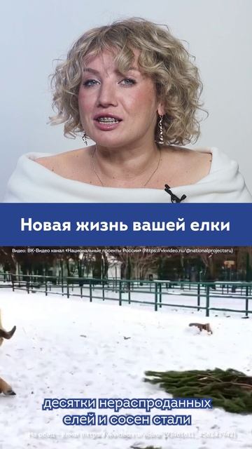 Новая жизнь вашей елки