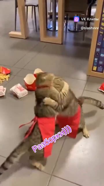 Разборки котиков)