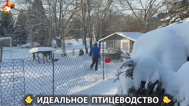 Идеальное птицеводство достойно восхищения 🐓🦆🦢🦚🦃🐔 эпизод (462)