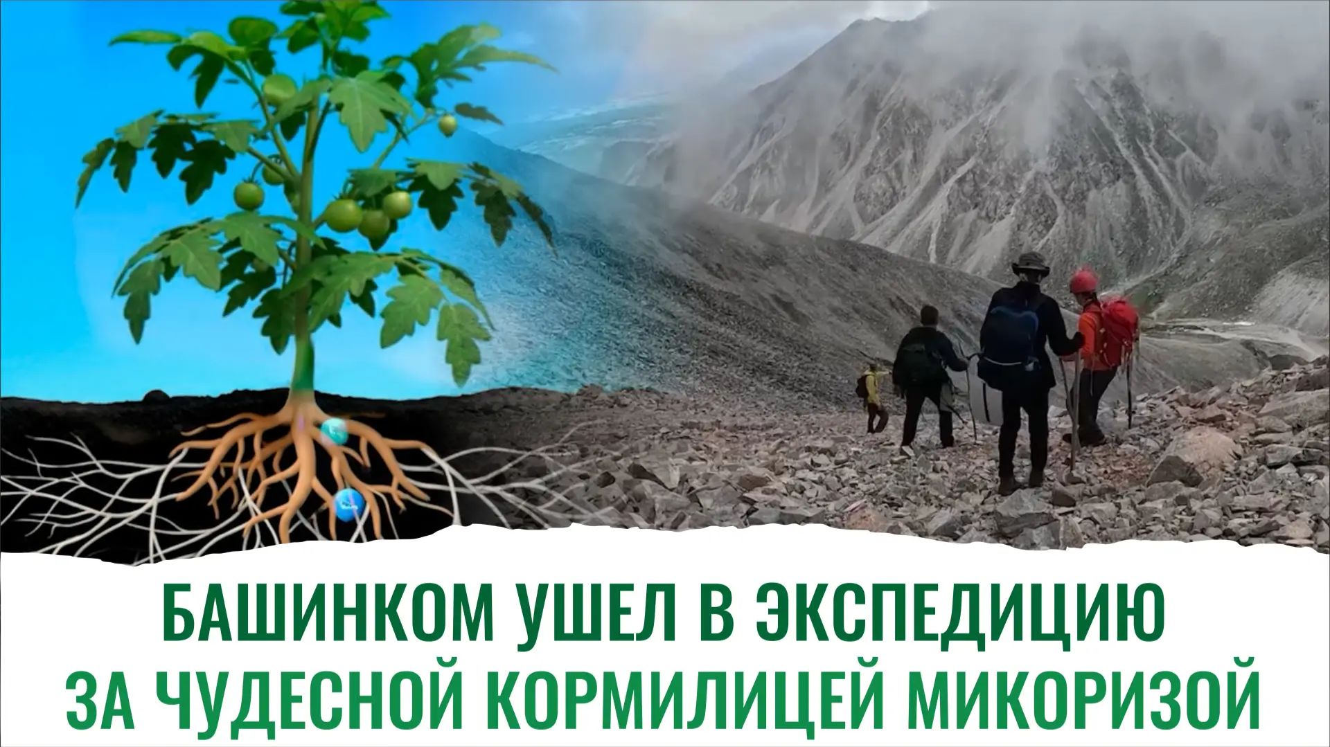 Зачем растениям нужна микориза Шокирующие результаты на руколе, томатах, перце и т.д.