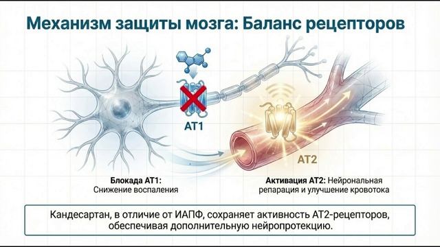 Кандесартан защищает память и восстанавливает сердце