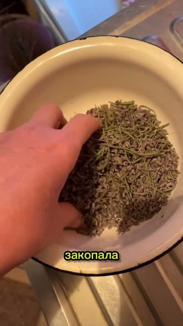 Перебираю семена лаванды