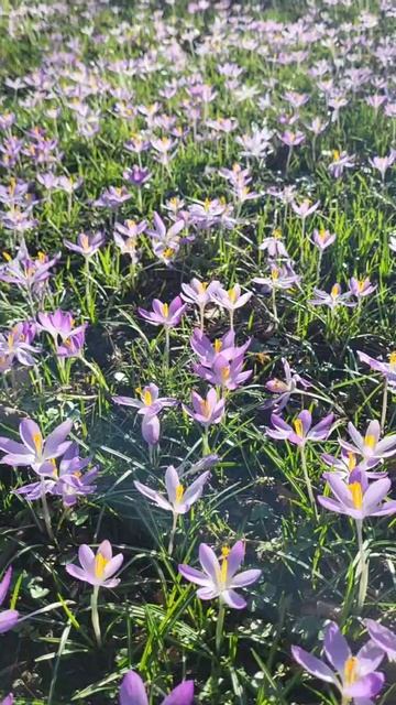 Э.Мирзоев. Весна уже в Дортмунде (25.02.26)