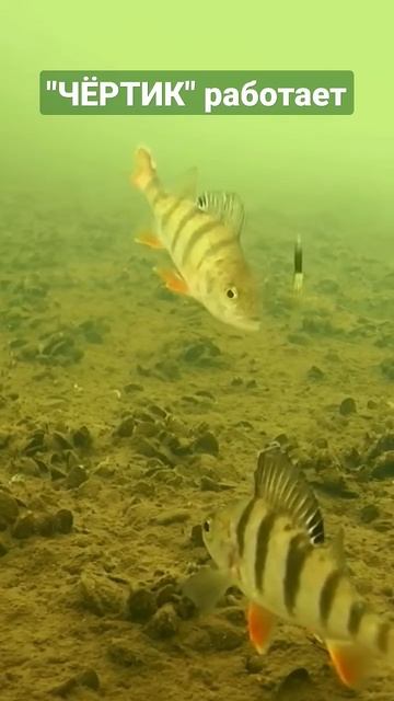 Поклевка окуня на _чёртика_. Подводная съемка👍🐟 #fishing#нхнч#рыбалка#winterfishing#окунь