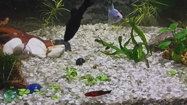 Музыка для релаксации с аквариумными рыбками 💆 Расслабляющая музыка для снятия стресса.