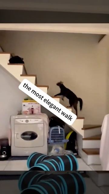 Top Animal Comedian Reveals Best Cat Funny Techniques