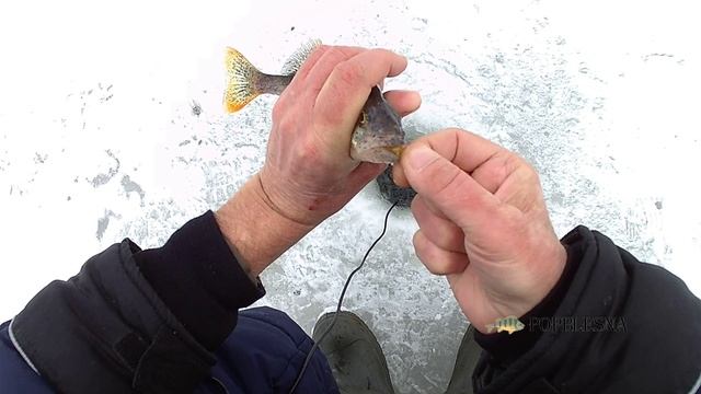 Зимняя блесна Кизомба