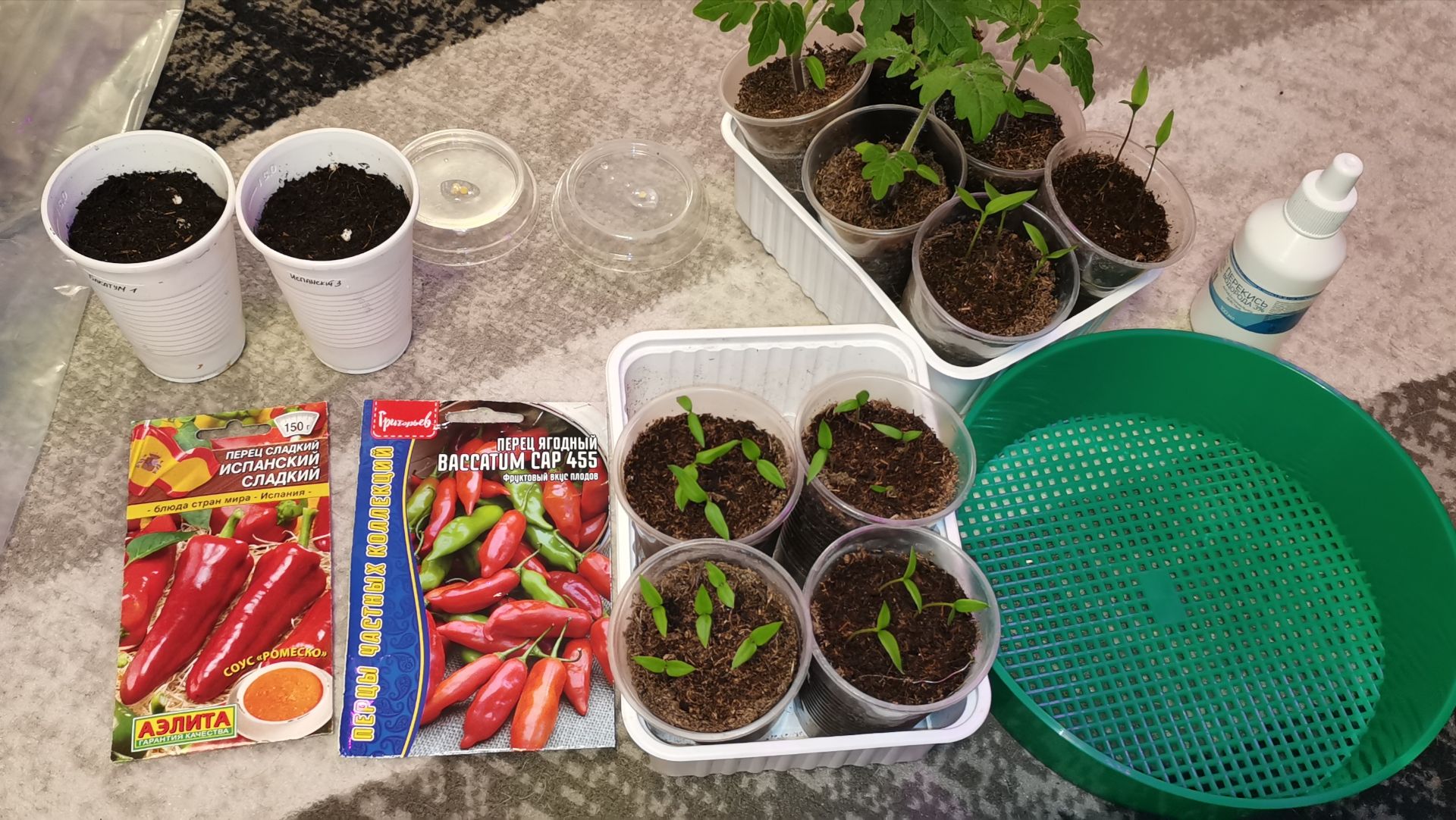 Сею перцы на рассаду 25 февраля сезон 2026! Чем подкармливаю все посадки.
