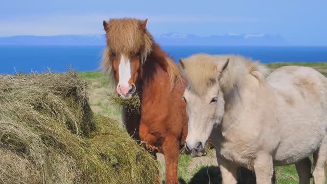 Лошади - интересные факты