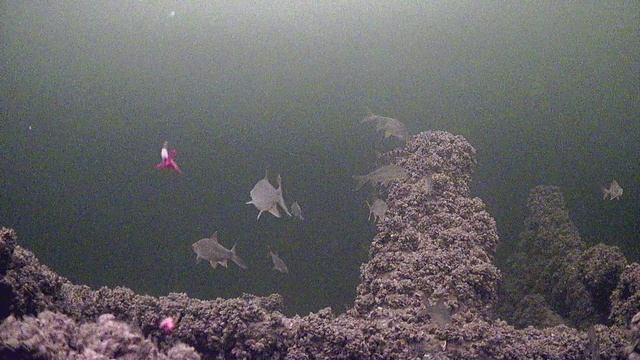 Сорожка на  Волге зимой