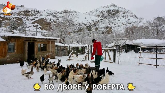Содержание кур в домашних условиях и других птиц во дворе у Роберта 🐣🐤🦆🐔🪿🦃 (429)