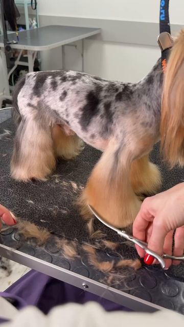 Виктория Смирнова: груминг инструментами бренда MOON