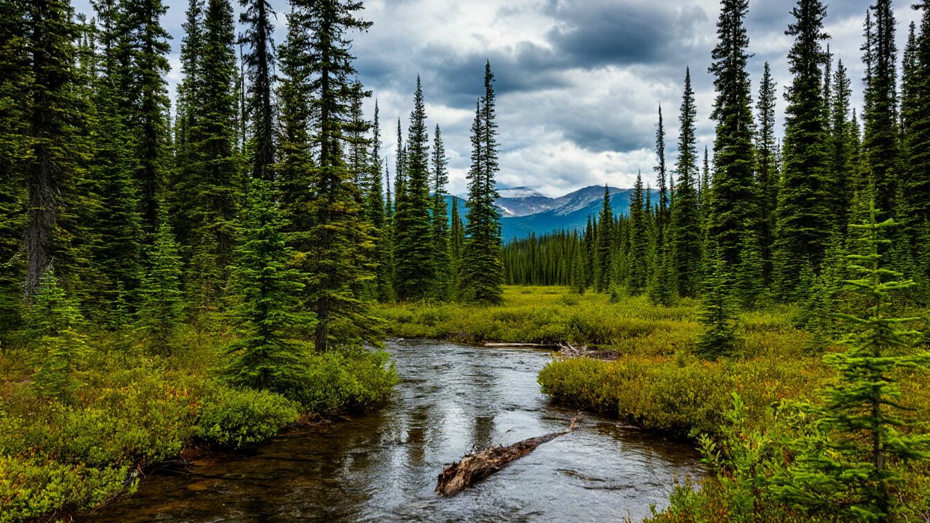 Тайга. ОНИ ИСЧЕЗЛИ ЗА НОЧЬ