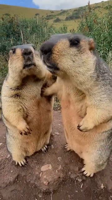 Милые зверушки: БОБАКСКИЕ СУРКИ - очаровательная парочка, вместе и в радости, и еще большей радости